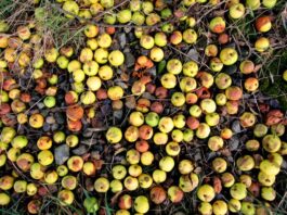 Autumn Foraging Guide: Find Yourself a Harvest Haul of Mushrooms ...