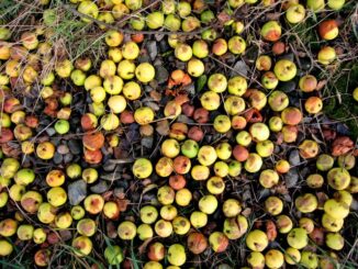 Autumn Foraging Guide: Find Yourself a Harvest Haul of Mushrooms ...