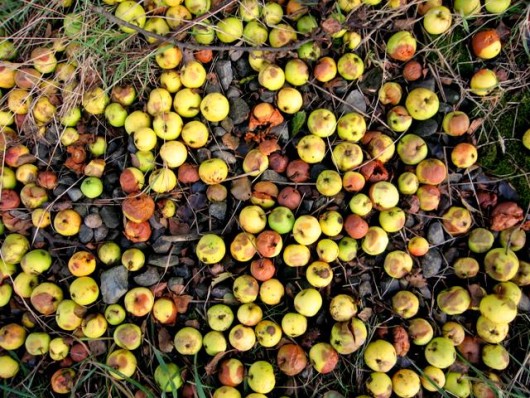 Autumn Foraging Guide: Find Yourself a Harvest Haul of Mushrooms ...