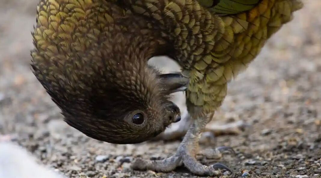 Brilliant Bruce the Disabled Parrot Uses Pebbles to Clean Himself With ...