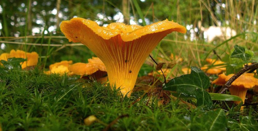 Autumn Foraging Guide: Find Yourself a Harvest Haul of Mushrooms ...