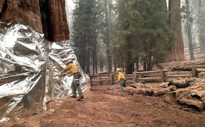 Firefighters Have Been Winning the Battle To Protect Sequoia's Giant ...