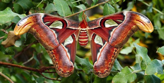 Moths' Rippled Forewings Are Actually a Sophisticated Defense System ...