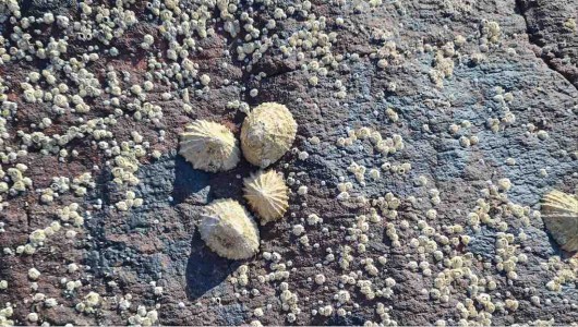 Barnacle Glue Inspired MIT Scientists to Make a Paste that Can Stop ...