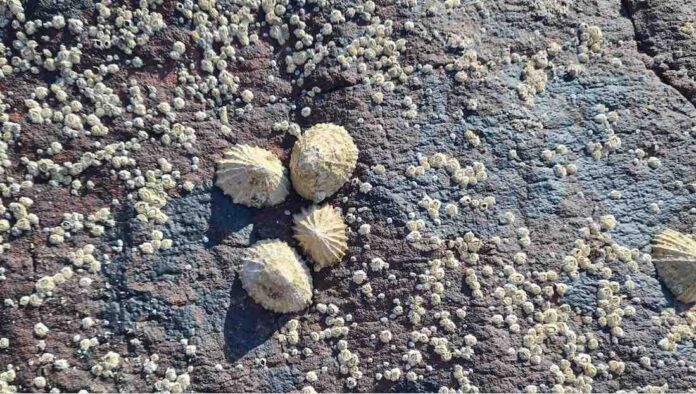 Barnacle Glue Inspired MIT Scientists to Make a Paste that Can Stop ...