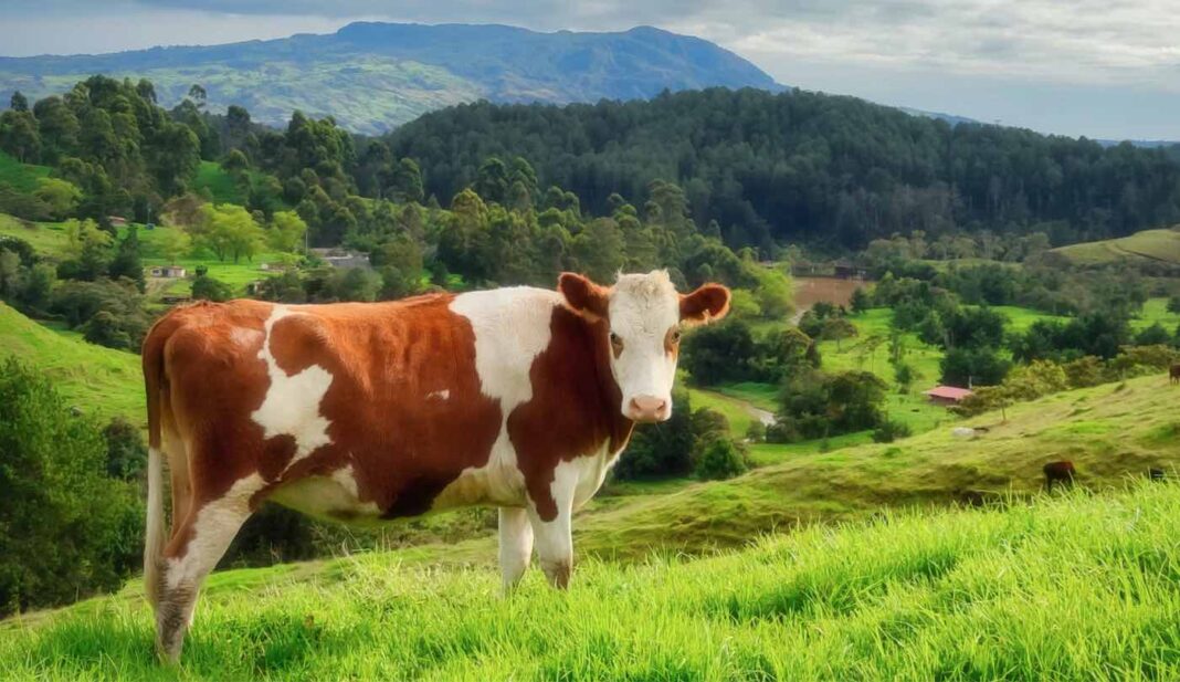 In World First, Top Beef Supplier Approves Methane-Busting Feed ...