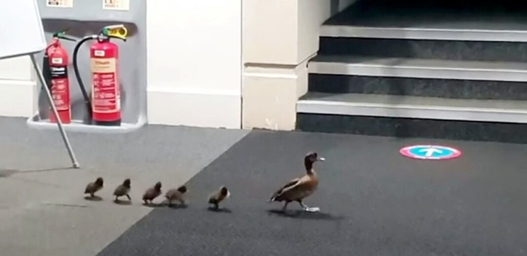 Adorable Footage Shows Family of Ducks Being ‘Ushered’ Out of Library ...