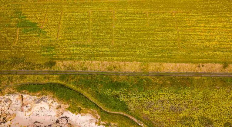 Huge Field is Planted With More Than 100,000 Sunflowers to Read the ...