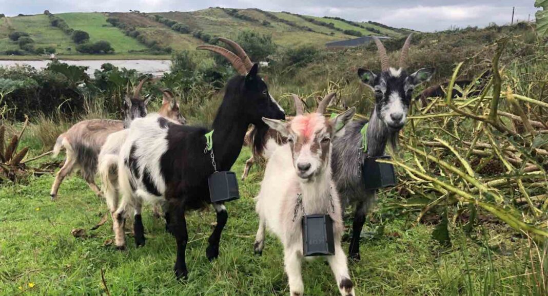 Old Irish Goats Return to Hills of Dublin After a Century to Join ...
