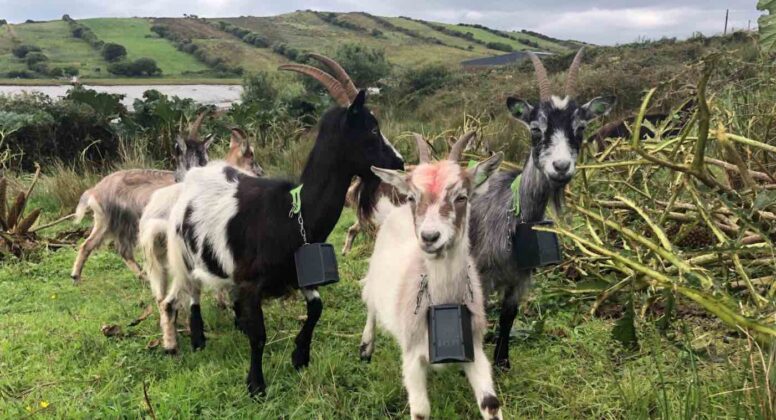 Old Irish Goats Return to Hills of Dublin After a Century to Join ...