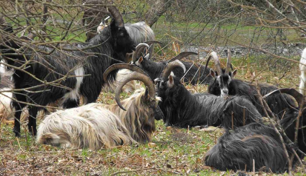 Old Irish Goats Return to Hills of Dublin After a Century to Join ...
