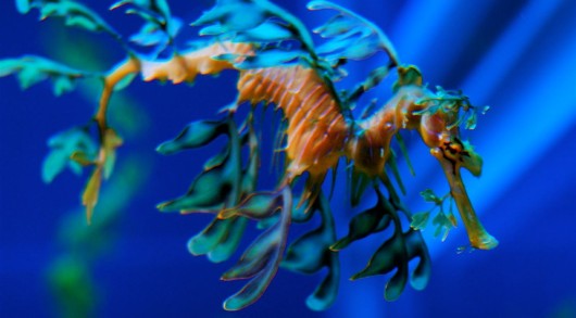 Share a Moment of Awe With This Jewel of Australian Animals: the Leafy ...
