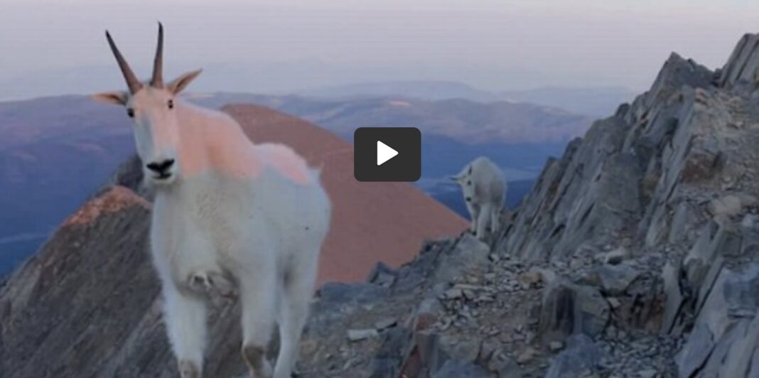 The Most Stunning Moments For Animals in 2021 Will Make You Cheer – and ...