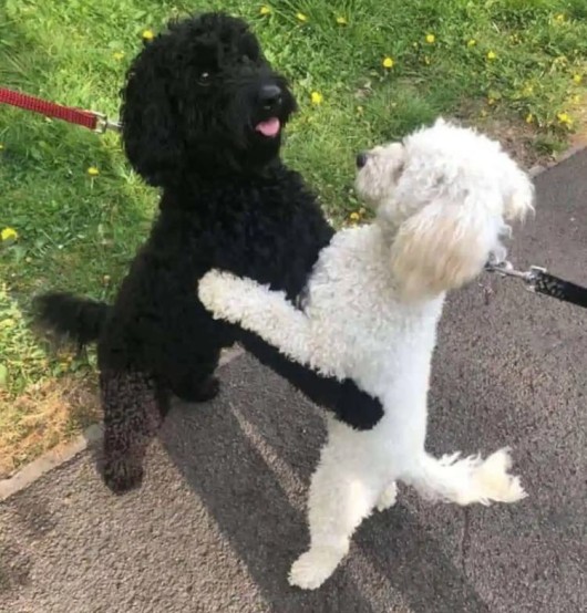 Puppy Siblings Adopted by Different Families Immediately Recognize Each ...
