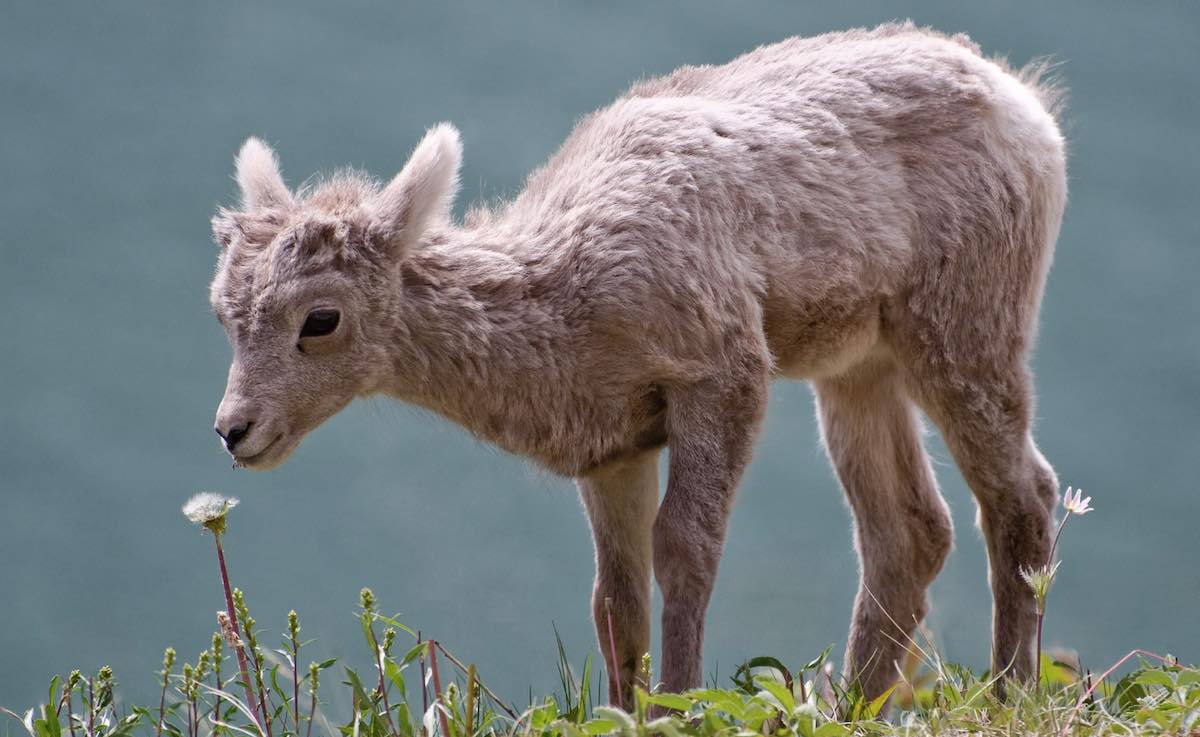 Yukon to Yellowstone Wildlife Corridor Makes Massive Gains Since ‘Y2Y ...
