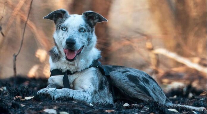 Heroic Dog Gets Award for Saving Over 100 Koalas From Australia’s Bushfires