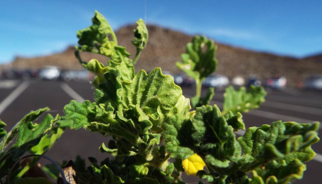 This Plant-Based Jet Fuel Can Reduce Emissions by 68% – Without ...