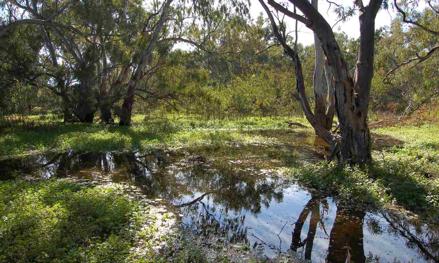 Destroyed by Fire, Drought, and Dust Storms, These Australian Marshes ...