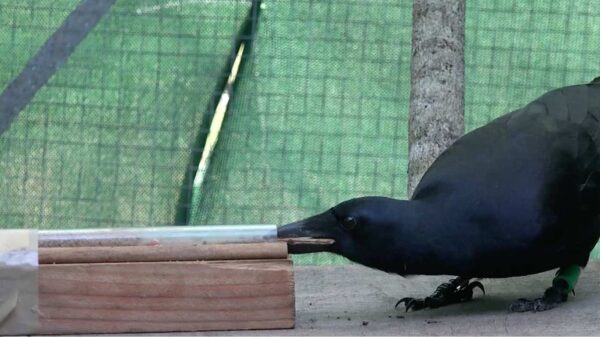 After Using Tools, Crows are Happier and Behave More Optimistically ...