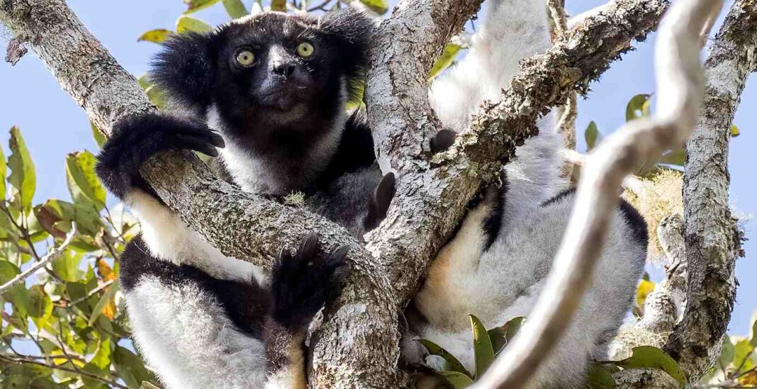 Listen to This 'Singing' Lemur Species That Has ‘Common Musical Traits ...