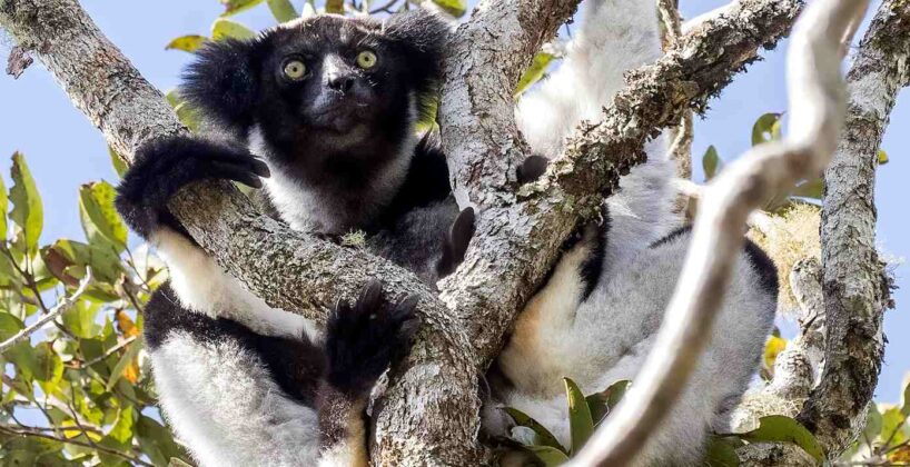 Listen to This 'Singing' Lemur Species That Has ‘Common Musical Traits ...