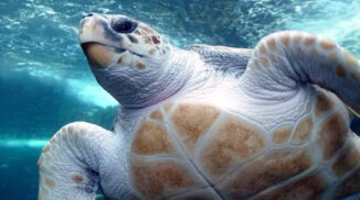 Sea Turtles Rebounding Worldwide as Nests and Habitat are More ...