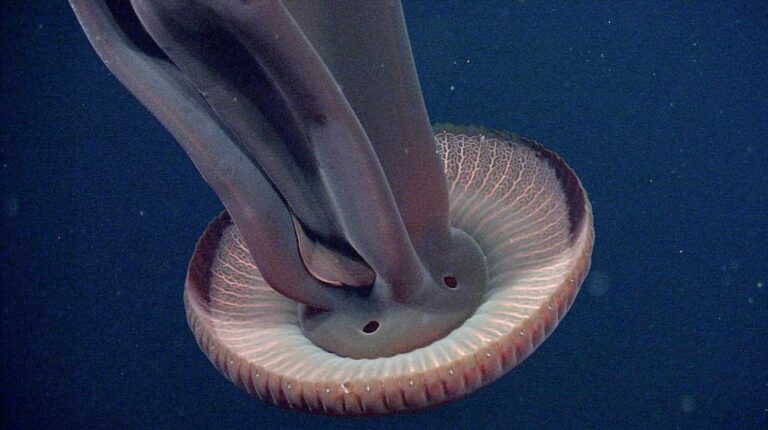 Amazing Video of Giant Phantom Jellyfish from Deep in the Dark Fathoms ...