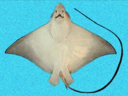 Watch a Huge Spotted Eagle Stingray Glide Majestically Around Scuba Diver
