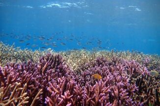 Scientists Excited by Odd Fish Sounds Recorded in a Restored Coral Reef ...