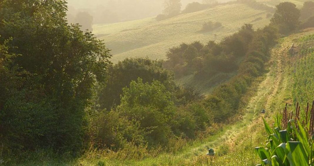 Hedgerows Are 2,000 Times More Valuable For Ecosystems Than We Could ...