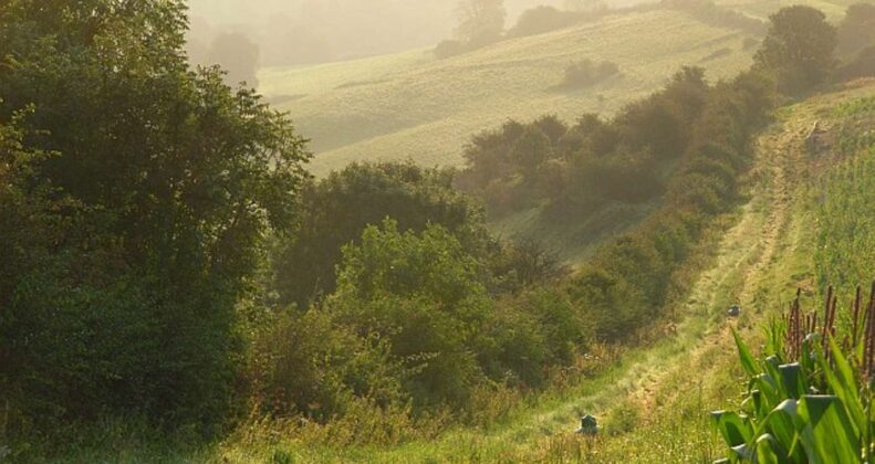 Hedgerows Are 2,000 Times More Valuable For Ecosystems Than We Could ...