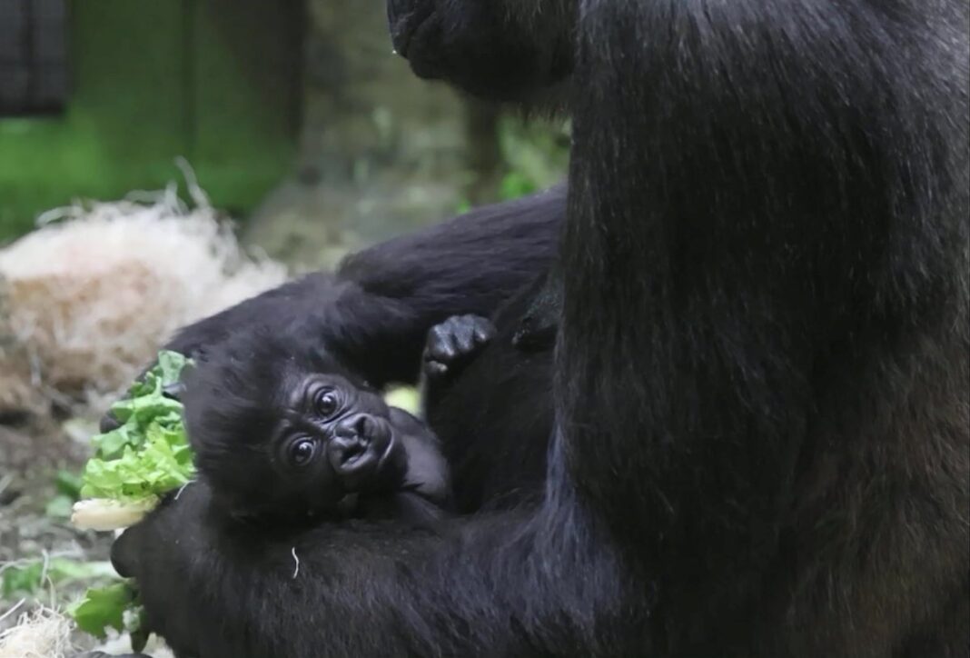 Watch the Adorable Moment a Baby Gorilla Born Prematurely is Reunited ...