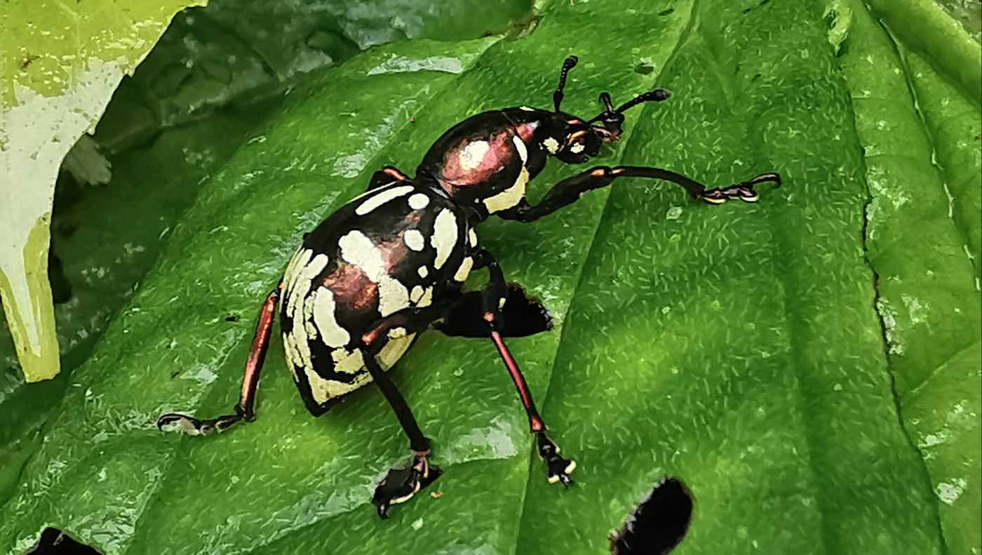 70 New Species Were Discovered in 2021 – Including 2 Guitarfish and a ...