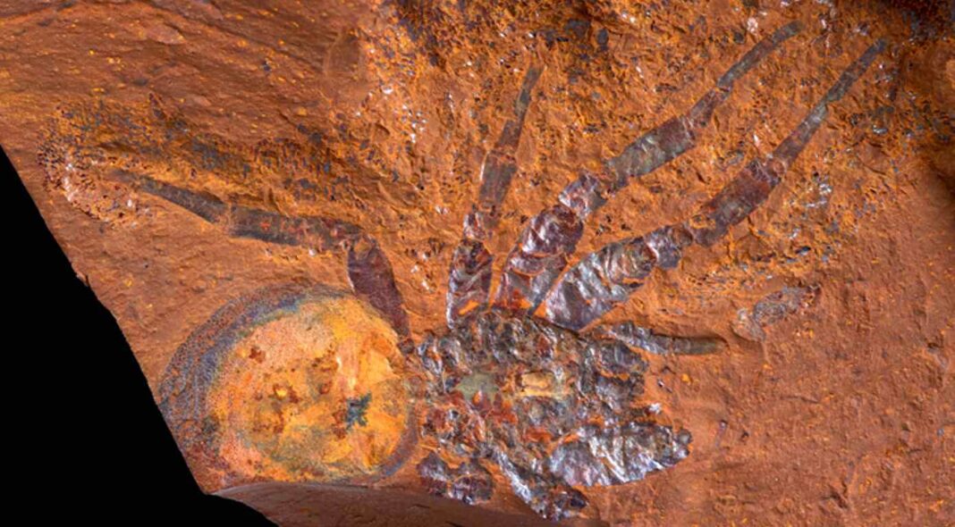 Spectacular Fossils Discovered from Prehistoric Rainforest Reveal ...