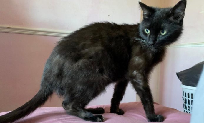 Mom Finds Cat After 8 Months When She Recognized His Meow On a Phone Call