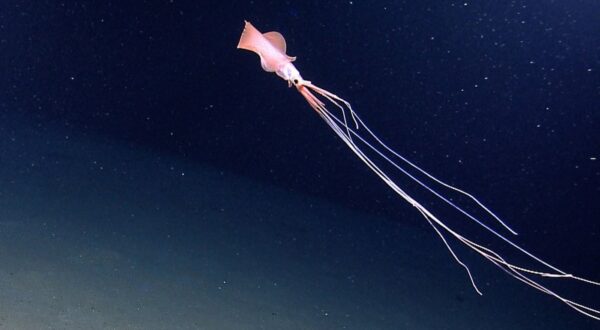 Man Who Found World's Deepest-Dwelling Octopus and Jellyfish Scores 3 ...