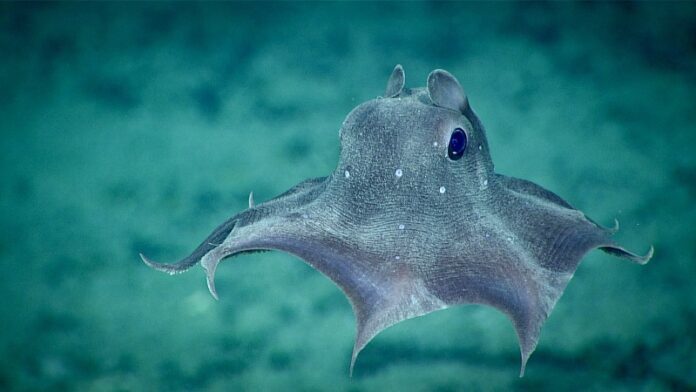 Man Who Found World's Deepest-Dwelling Octopus and Jellyfish Scores 3 ...