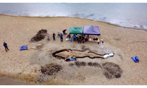 One of the Largest ‘Sea Dragon’ Fossils Ever Found in Britain Unearthed ...