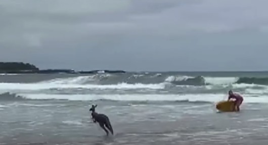 Rookie Lifeguard Faced With Saving a Kangaroo From Rough Surf in Her ...