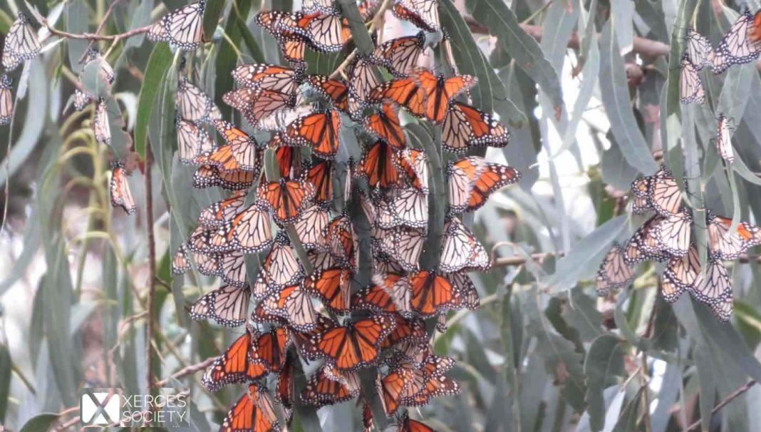 Amazing Quarter-Million Monarchs in 2021, Up From Just 2,000 the Year ...