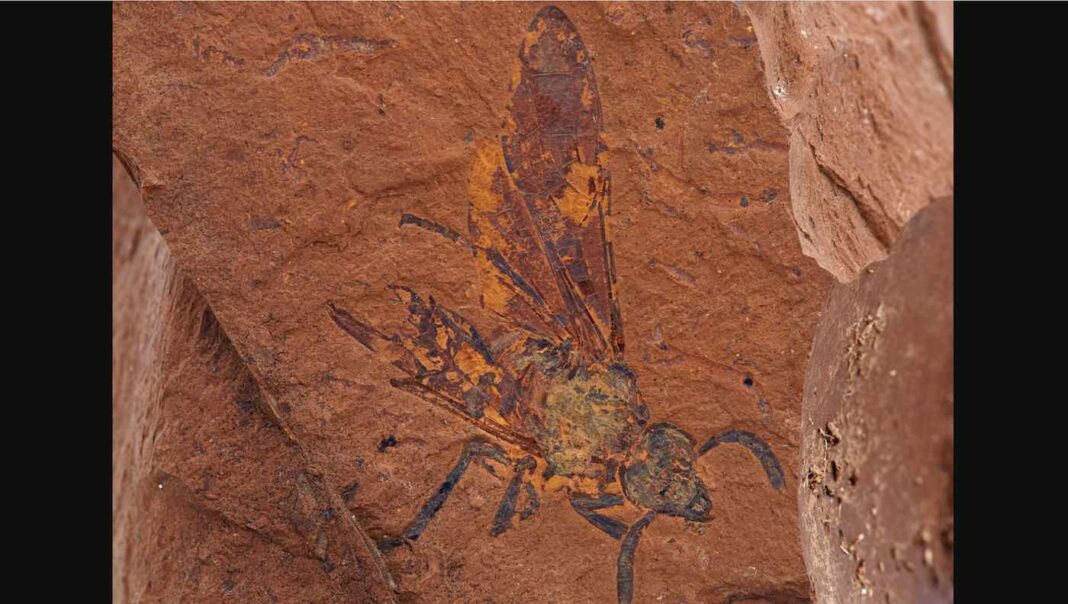 Spectacular Fossils Discovered from Prehistoric Rainforest Reveal ...
