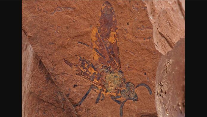 Spectacular Fossils Discovered from Prehistoric Rainforest Reveal ...