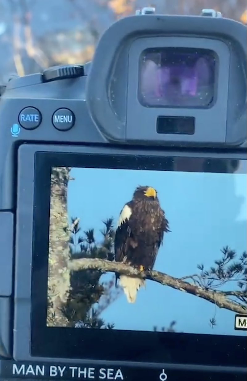Birdwatchers Flock to See Rare 8-ft Raptor After Huge Russian Eagle ...