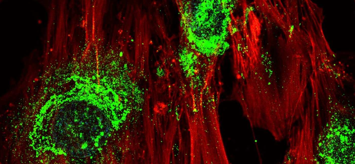 Sound Waves Convert Stem Cells Into Bone in Regenerative Breakthrough