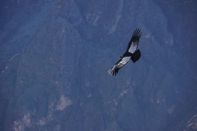 How Peru's Andean Condors Saved the California Condor from Extinction
