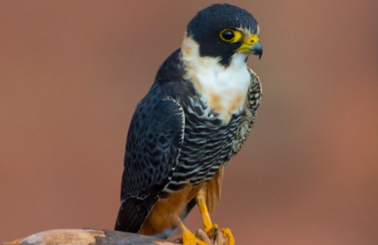 A Gorgeous Bat Falcon Spotted for the First Time in the United States