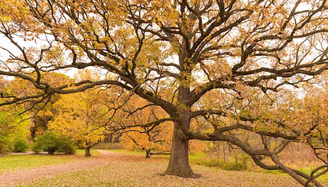 Ancient Trees Have Incredible Lifespans That Also Help Keep The ...