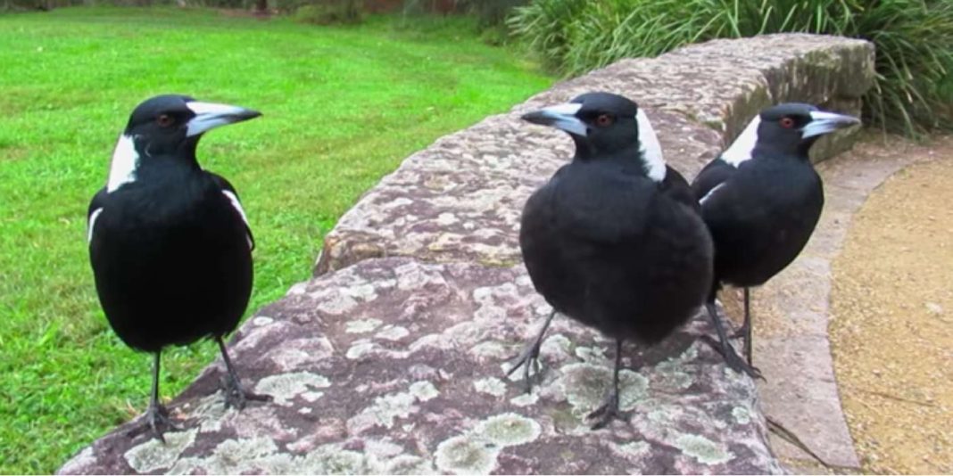 Magpies Outwit Scientists, by Helping Each Other Remove Tracking Devices