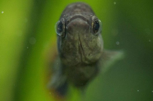 Mexican ‘Tequila Fish’ is Successfully Reintroduced Where it was Once ...