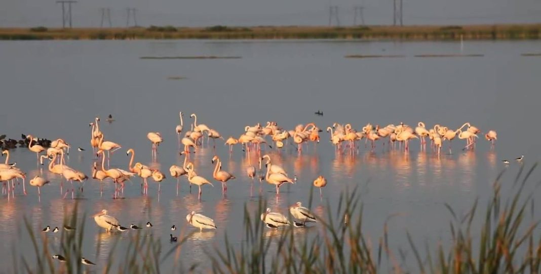 Iconic Pink Flamingos Are Coming Back and Standing Tall in Florida